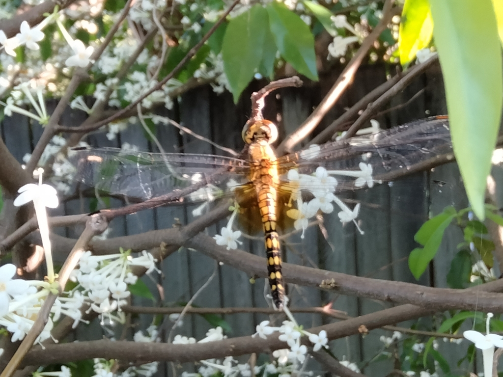 Water Prince from Forest Lake QLD 4078, Australia on December 9, 2023 ...