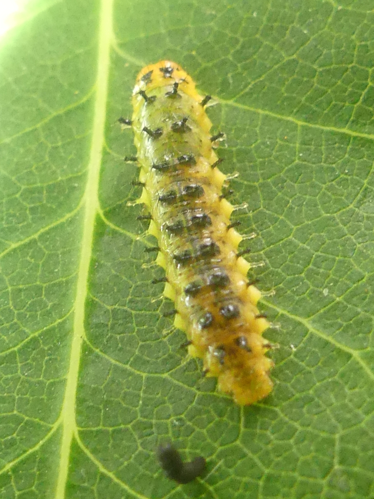 Pittosporum Beetle from Wallaga Lake NSW 2546, Australia on December 7 ...