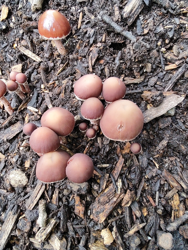 chestnut brittlestem from Tūrangi 3334, New Zealand on November 4, 2023 ...