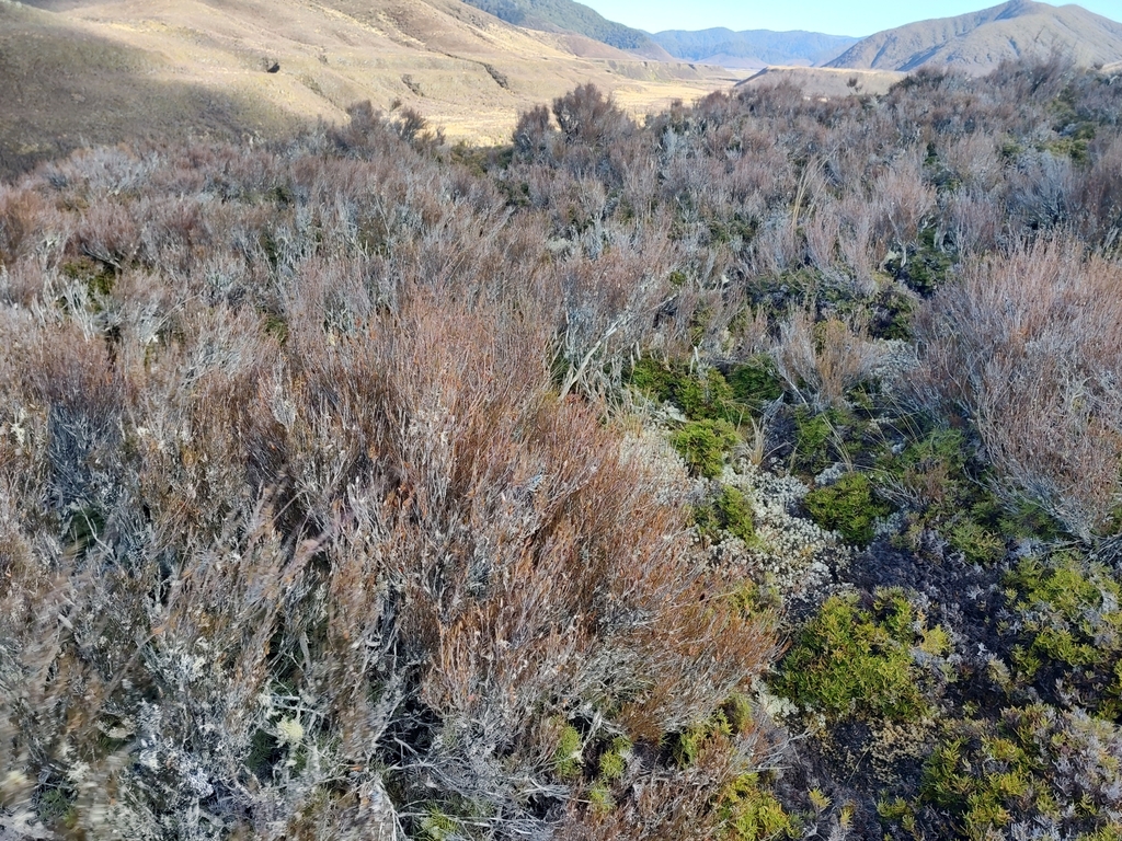 Monoao from Hawke's Bay 4179, New Zealand on December 7, 2023 at 08:41 ...