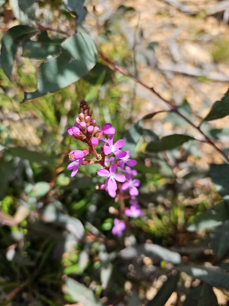 Grass Triggerplant from Snowball NSW 2622, Australia on December 5 ...