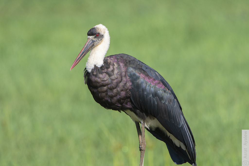Wooly Necked Stork