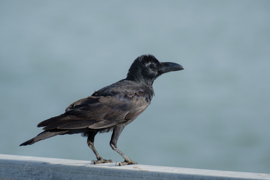 Large-billed Crow from 07100 Лангкави, Кедах, Малайзия on January 29 ...