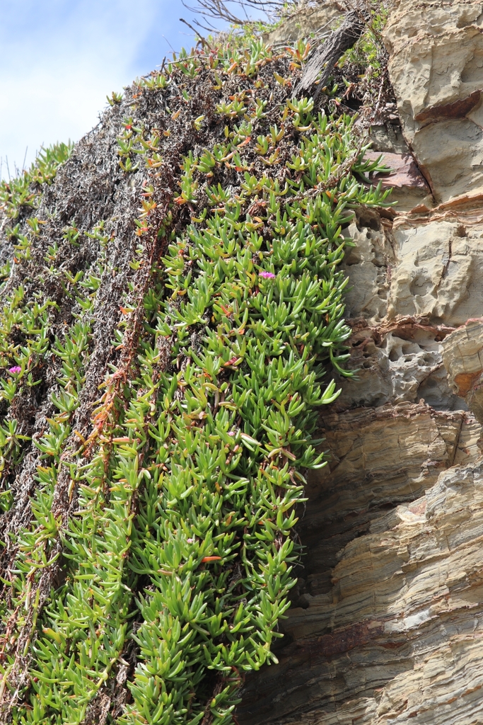 Angular Sea-fig from Wapengo NSW 2550, Australia on December 7, 2023 at ...