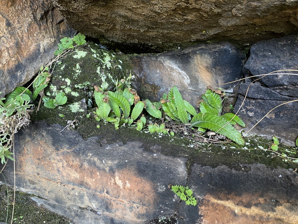 Streptocarpus latens in December 2023 by Carel Fourie · iNaturalist