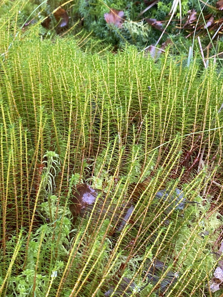 Common Haircap Moss from Stirling, Scotland, GB on December 9, 2023 at ...