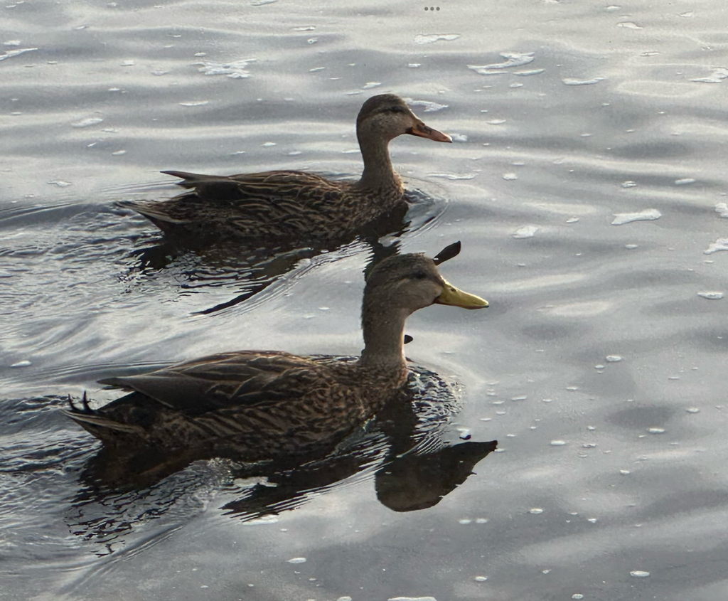 Mallard × Mottled Duck from St. Petersburg, FL, USA on December 9, 2023 ...