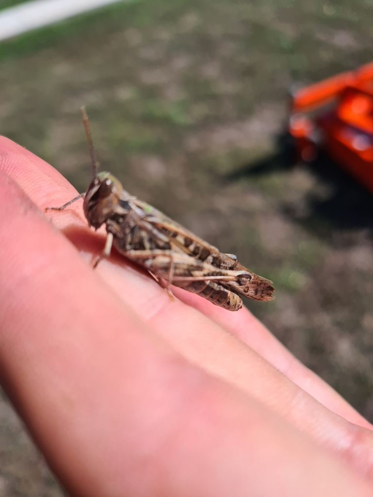 Australian Plague Locust from East Geelong VIC 3219, Australia on March ...