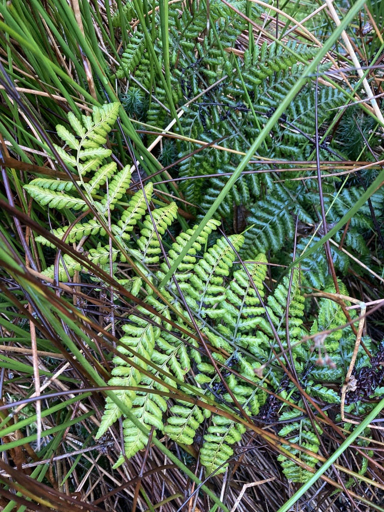 wood ferns from Stirling, Scotland, GB on December 9, 2023 at 11:30 AM ...