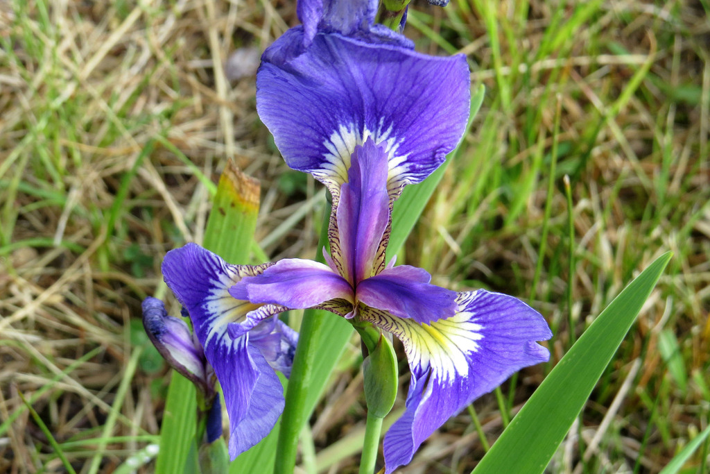 Beach-head Iris from Seward, AK, USA on June 23, 2014 at 11:38 AM by ...
