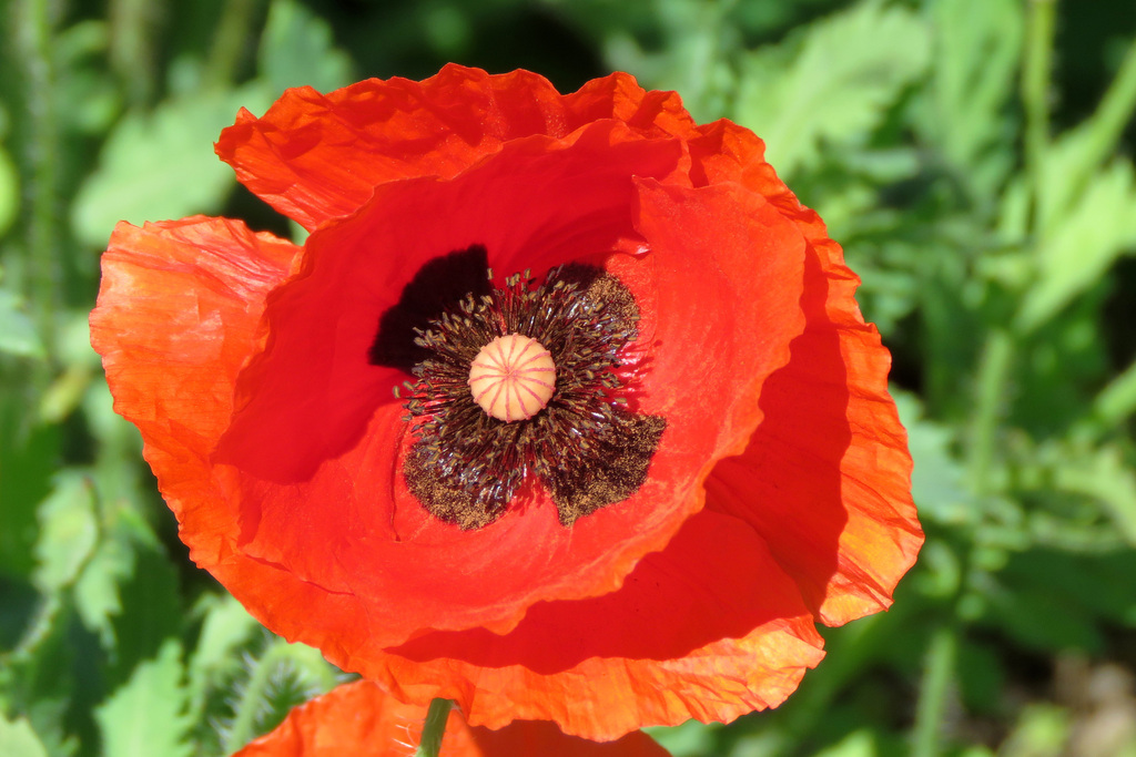 common poppy from Williamson County, TX, USA on April 20, 2019 at 11:29 ...