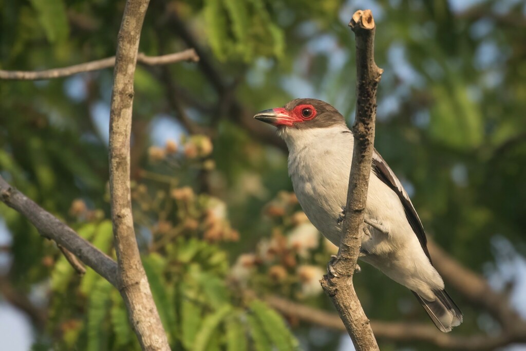 Masked Tityra from Solidaridad, MX-QR, MX on May 27, 2022 at 06:08 AM ...