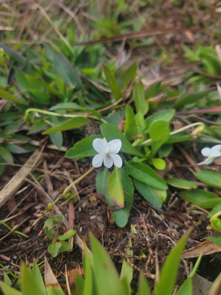 white bog violet from Babson Park, FL 33827, USA on December 9, 2023 at ...