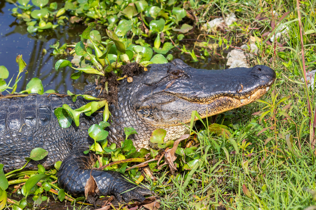 American Alligator from Orange County, FL, USA on December 8, 2023 at ...