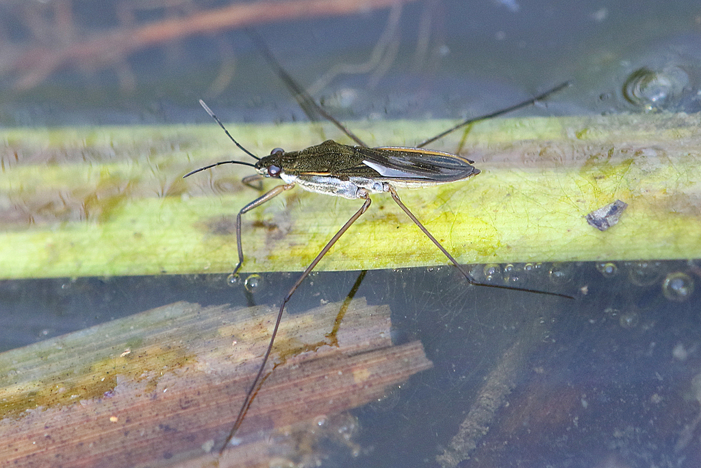 Eurasian common pond skater from Graz, Österreich on September 12, 2016 ...