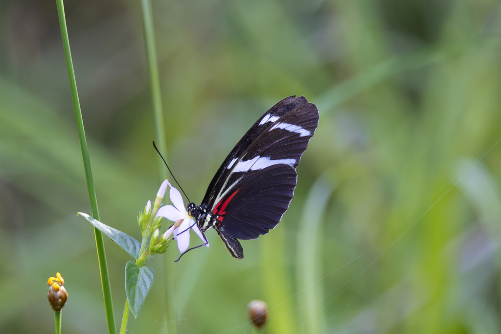 Heliconius antiochus antiochus from Ireng / Sawariwau (Including St ...