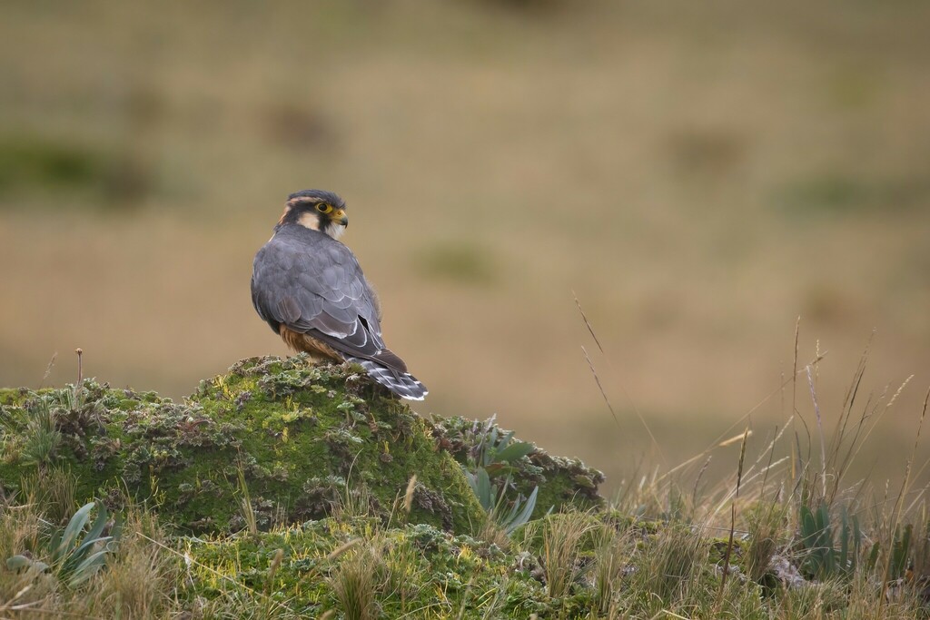 Aplomado Falcon from Archidona, EC-NA, EC on February 13, 2023 at 10:44 AM by thepicturetaker ...
