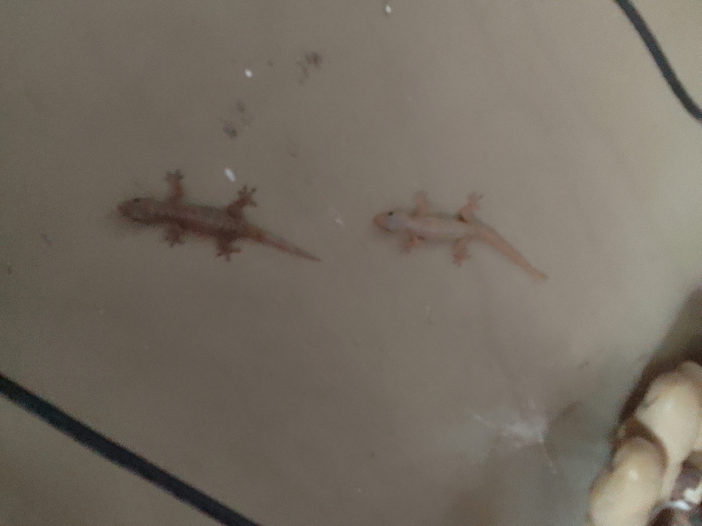 Typical Geckos from Panamá, PA-PN, PA on December 9, 2023 at 10:31 AM ...