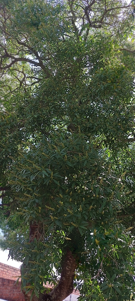 Sapium in December 2023 by Luis Lagaxio Echevarria · iNaturalist United ...