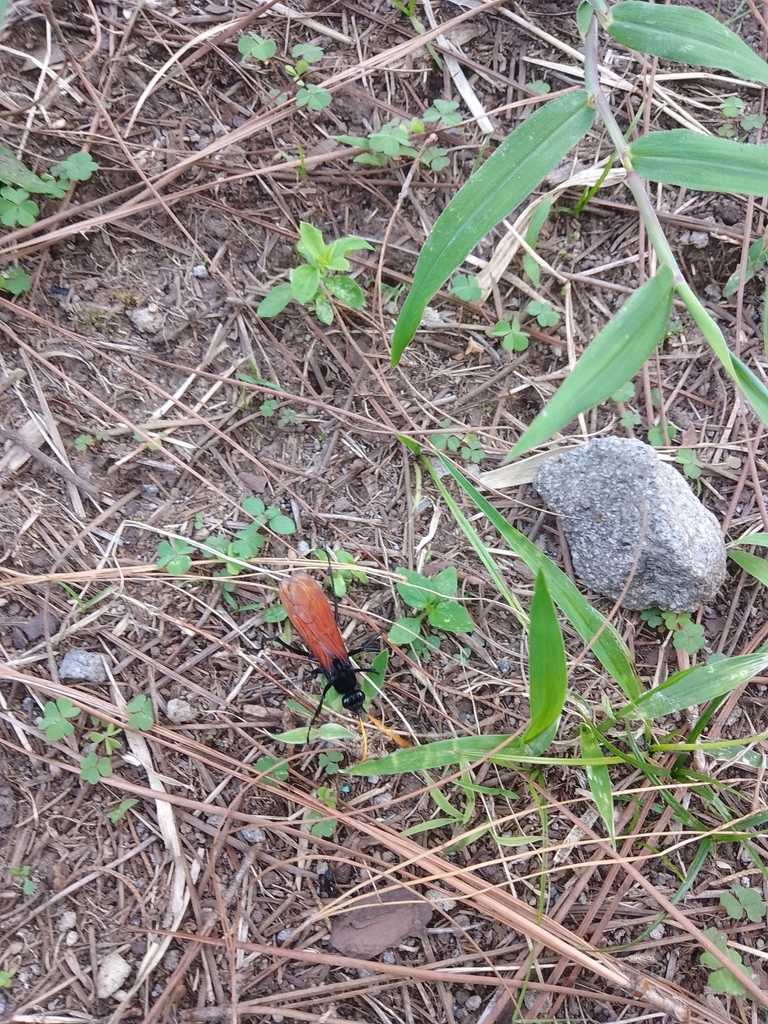 Tarantula-hawk Wasps and Allies from VC49+W3W, Cerro Punta, Provincia ...