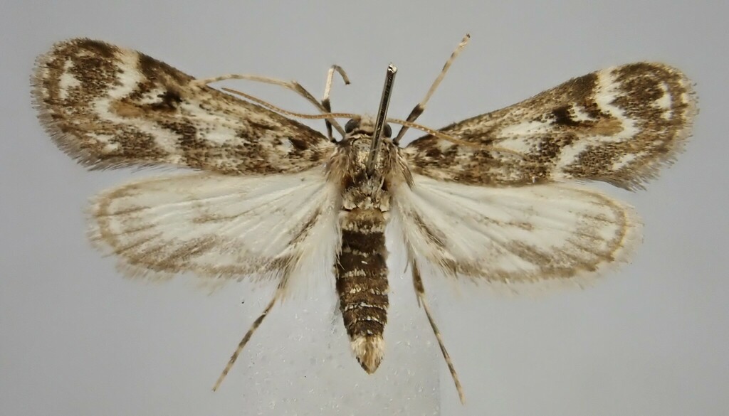 Pond Moth (I.D. Guide to Micro-Moths of NZ's Kauri Kingdom ...