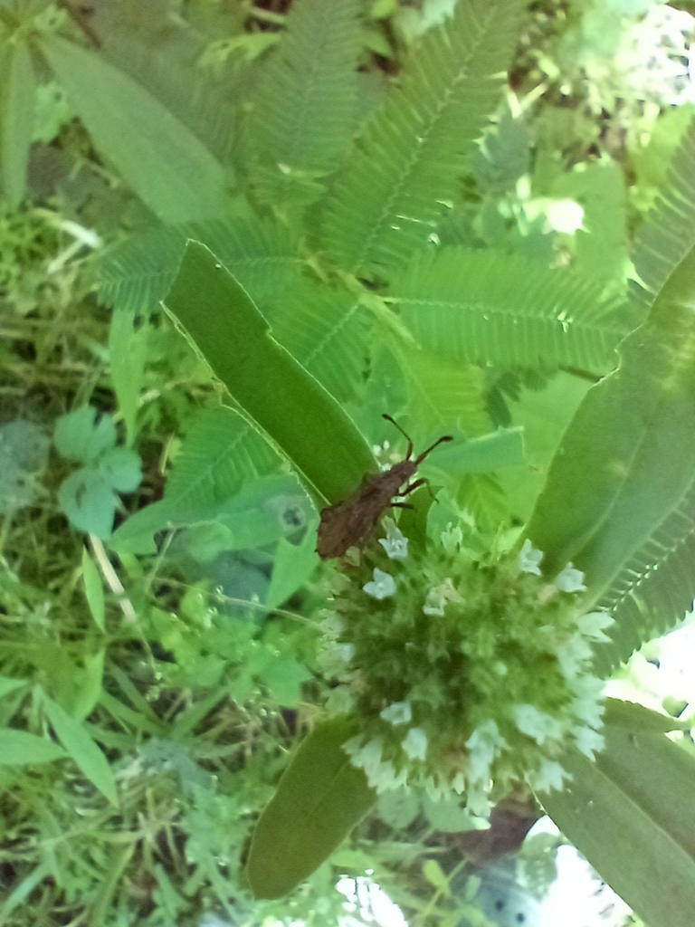 Winged and Once-winged Insects from Soná, Provincia de Veraguas, Panamá ...