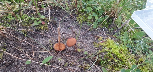 dune conecap (Conocybe dunensis) · iNaturalist