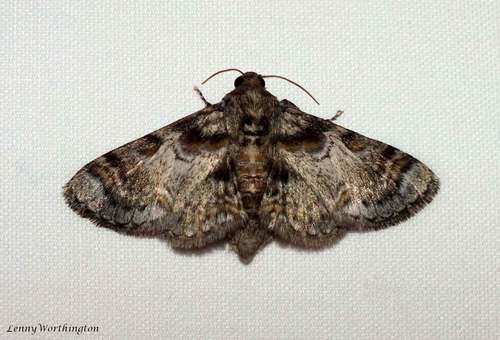 Coenodomus rotundinidus · iNaturalist