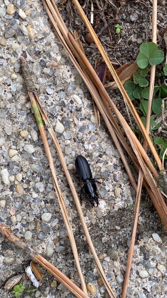 Big-headed Ground Beetle from Cape Island, Cape May Point, NJ, US on ...
