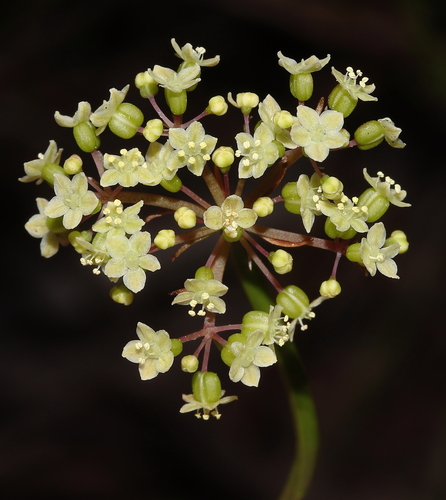 Género Platysace · iNaturalist Mexico