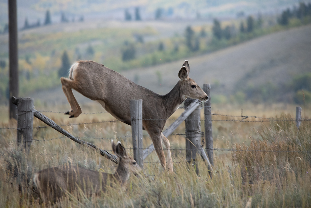 Mule Deer from Teton County, WY, USA on September 28, 2023 at 02:36 PM ...