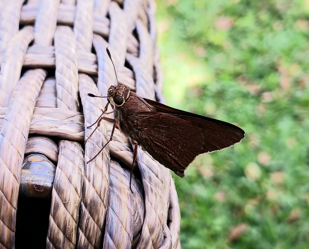 Monk Skipper from Shadow Wood, Coral Springs, FL, USA on December 9 ...