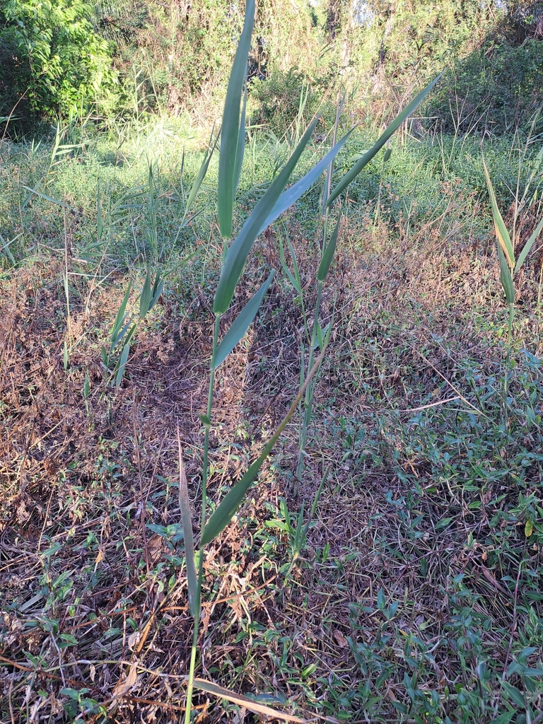 common reed from School Rd near Gandarra St, Capalaba QLD 4157 ...