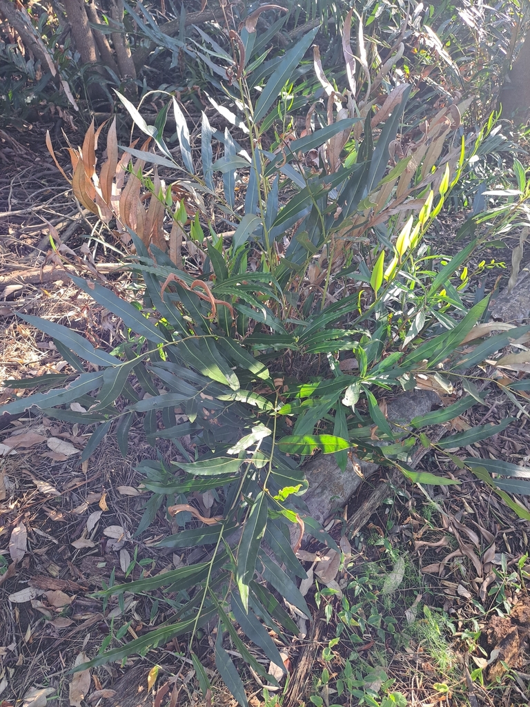 Mangrove Fern from School Rd near Gandarra St, Capalaba QLD 4157 ...