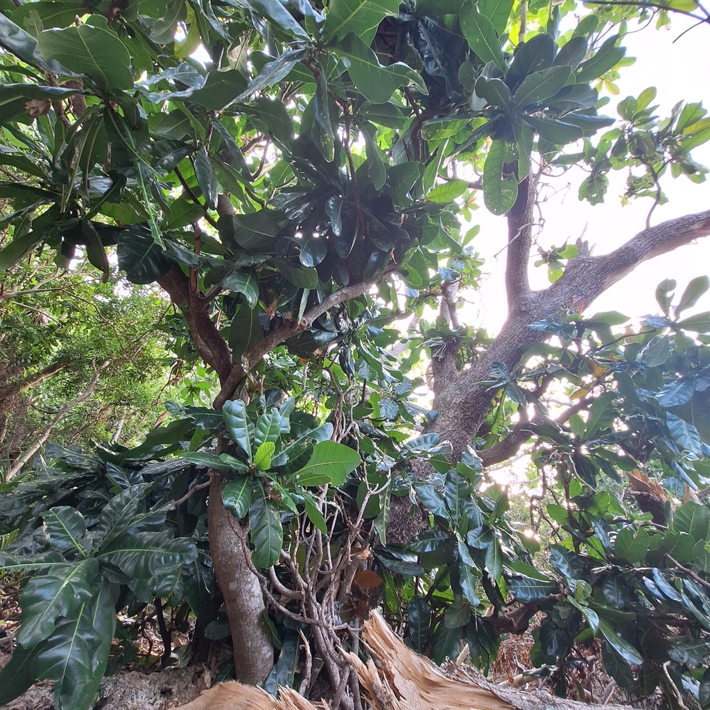 Fish Poison Tree in December 2023 by 025 · iNaturalist