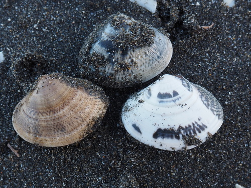 Macridiscus aequilatera · iNaturalist