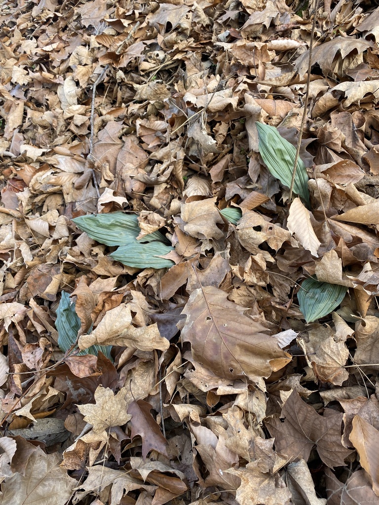 putty root from Chesapeake and Ohio Canal Trail, Sharpsburg, MD, US on ...