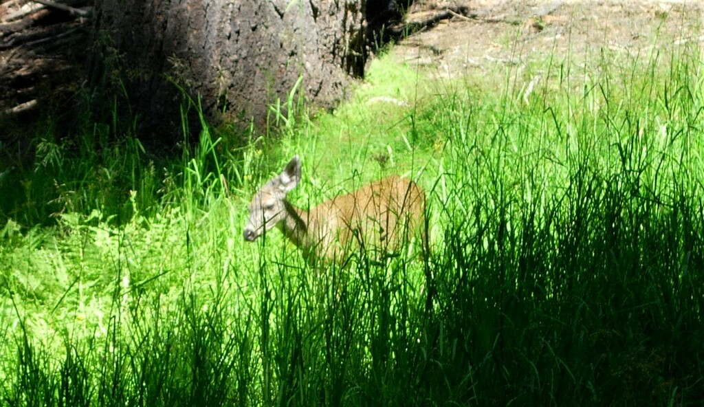 Mule Deer from Mariposa County, CA, USA on August 11, 2005 at 12:57 PM ...