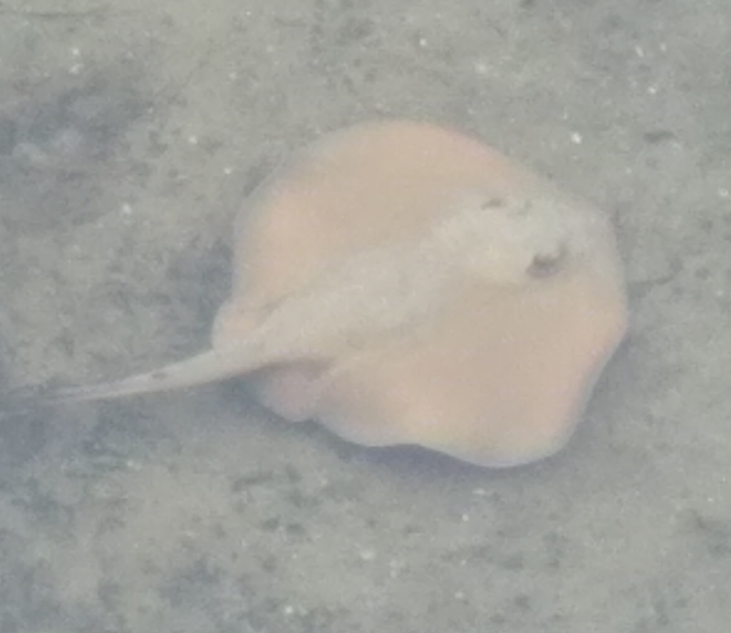 Common Stingaree from North Narooma NSW 2546, Australia on December 10 ...