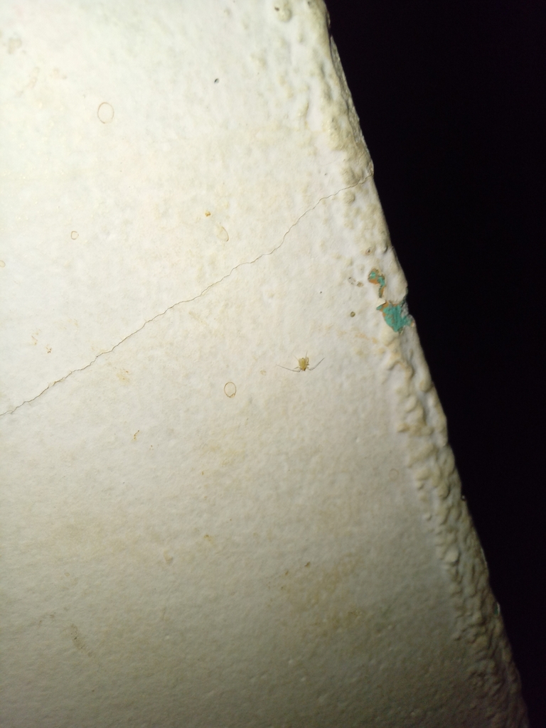 Winged and Once-winged Insects from Soná, Provincia de Veraguas, Panamá ...