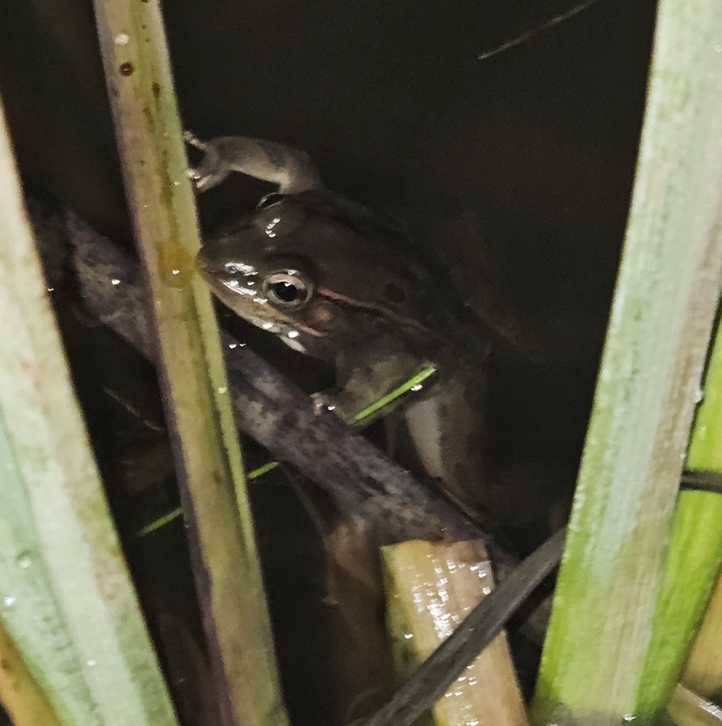 Southern Leopard Frog from Vienna, IL 62995, USA on December 9, 2023 at ...