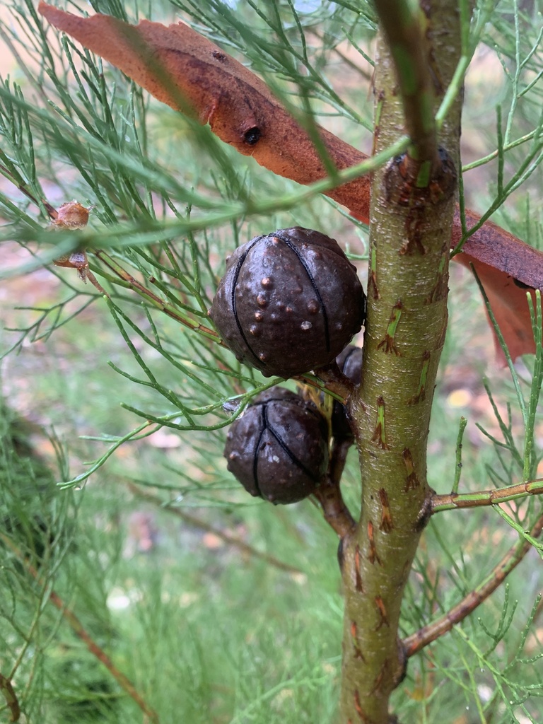 Slender Cypress-pine from Cherry Gardens Rd, Cherry Gardens, SA, AU on ...