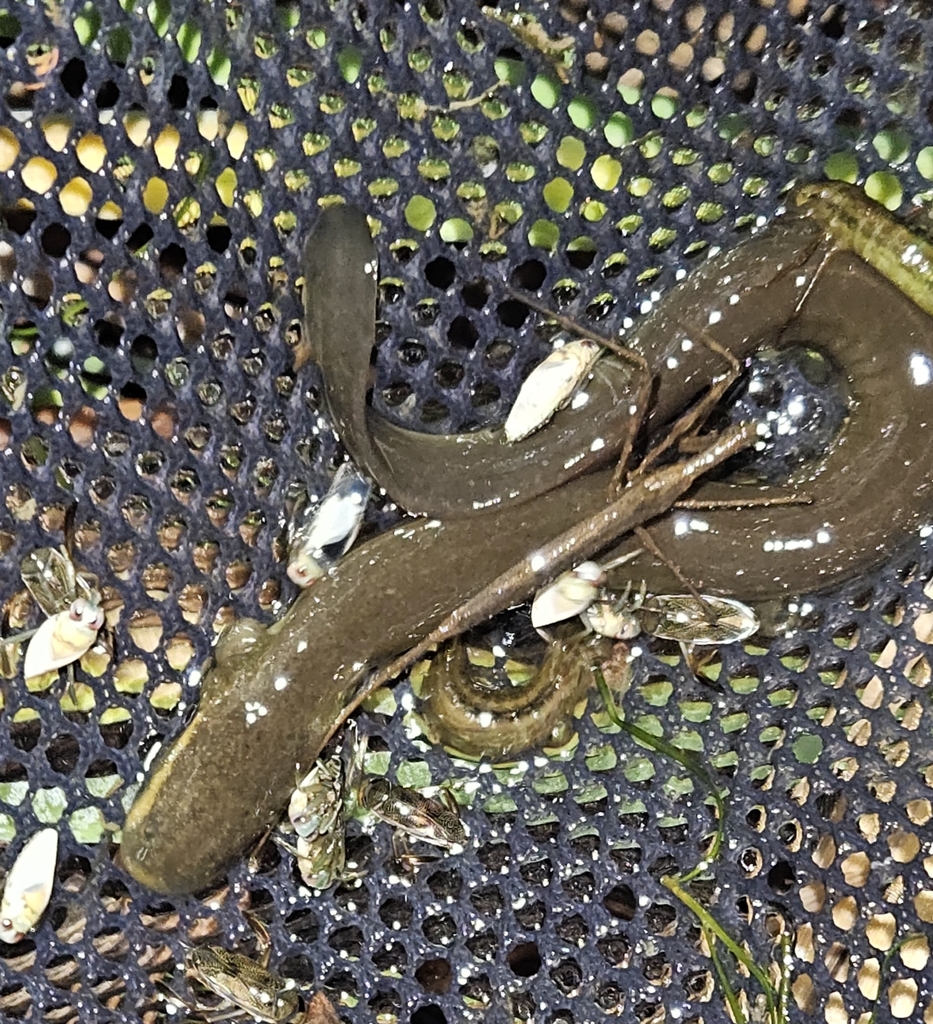 Western Lesser Siren from Johnson County, US-IL, US on December 9, 2023 ...