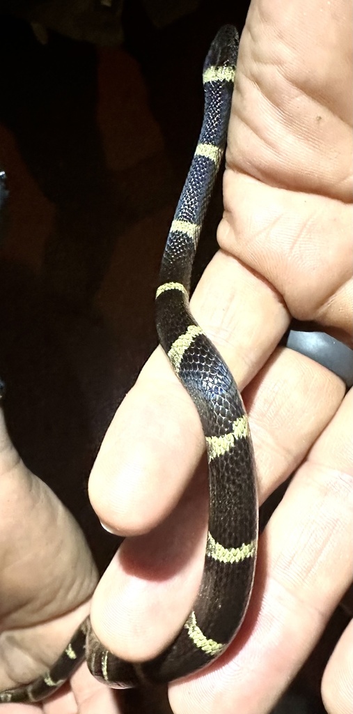 Black-banded Cat-eyed Snake from Santa Cruz, Guanacaste, CR on December ...