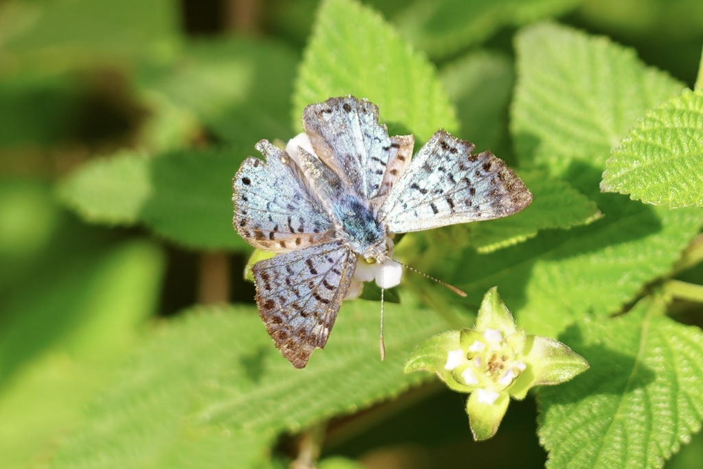Blue Metalmark in December 2023 by Kyle Klotz · iNaturalist