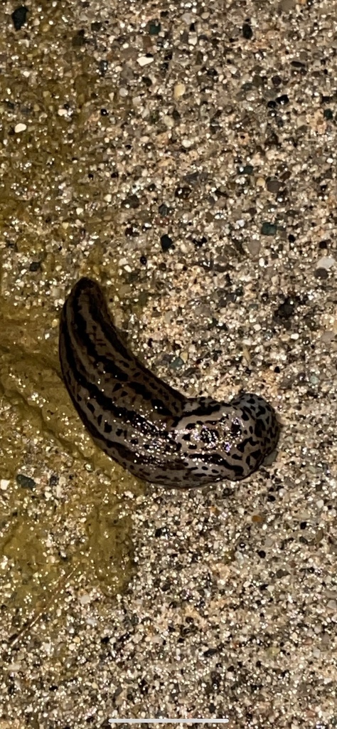 Leopard Slug from Lincoln St, Saint Clair Shores, MI, US on December 9 ...