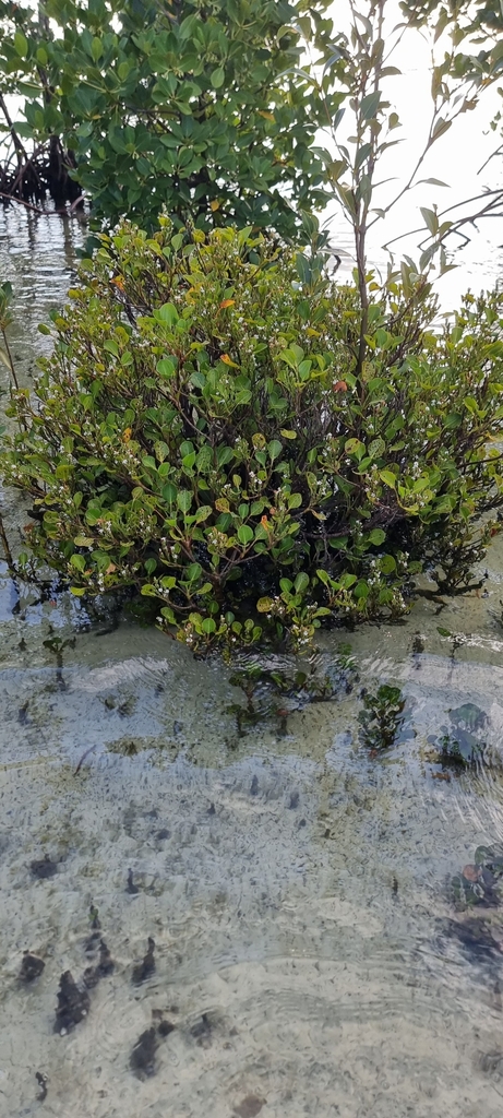 club mangrove from K'gari QLD 4581, Australia on December 8, 2023 at 05:10 PM by Seb Teubler ...