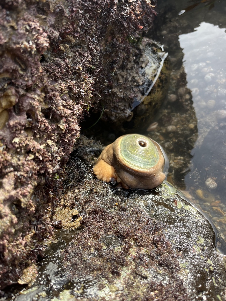 Giant Keyhole Limpet from North Pacific Ocean, US on December 9, 2023 ...