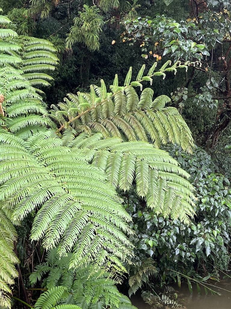Flying Spider Monkey Tree Fern from 臺灣島, 員山鄉, ILA, TW on December 3 ...