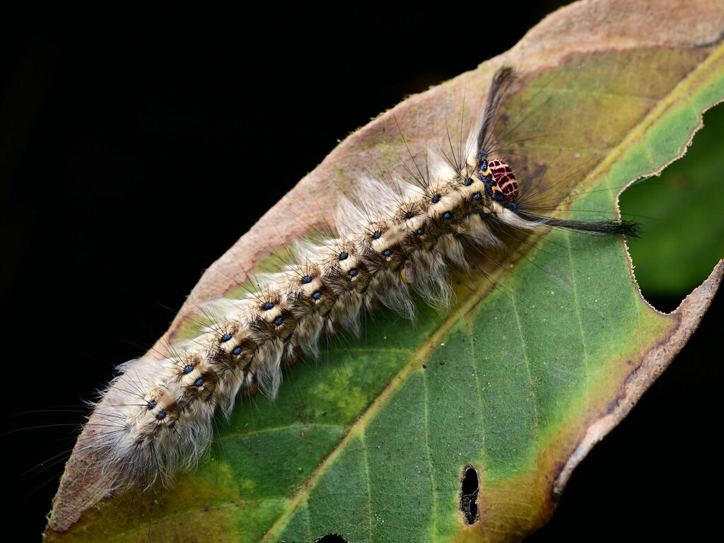 Rose Myrtle Lappet Moth from 中国云南省西双版纳傣族自治州勐腊县 on December 8, 2023 at ...